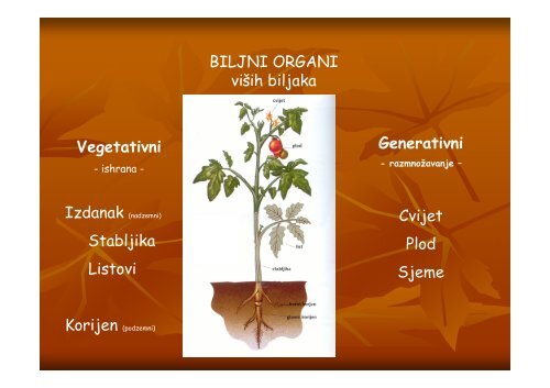 BILJNI ORGANI - v