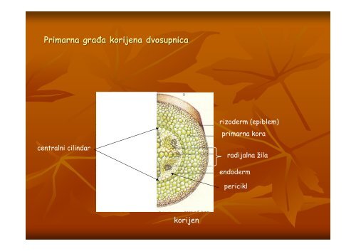 Primarna građa korijena