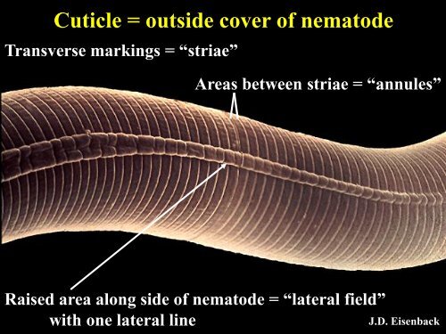 Nematode