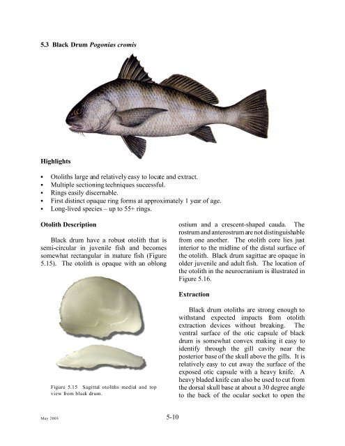 Black Drum Fish Juvenile