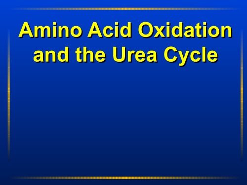 Urea Cycle Amino Acids