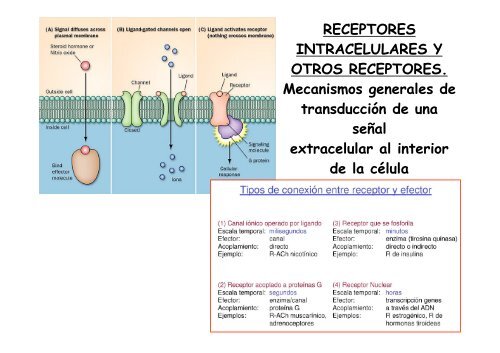 RECEPTORES INTRACELULARES Y OTROS RECEPTORES ...