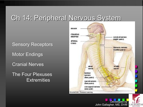Chapter 14 - Peripheral Nervous System