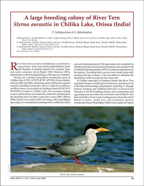A large breeding colony of River Tern Sterna aurantia ... - Indian Birds
