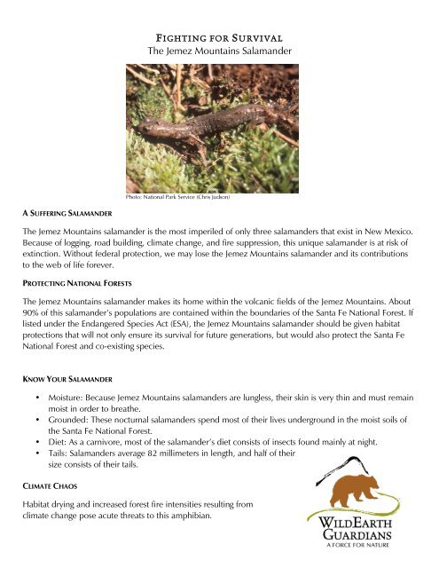 The Jemez Mountains Salamander - WildEarth Guardians