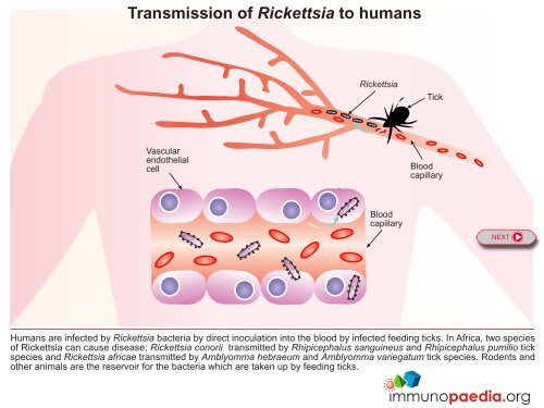 Rickettsia Diagram