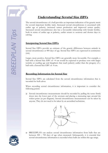 Understanding Scrotal Size EBVs - Breedplan