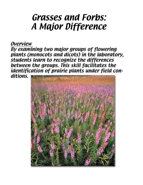 Grasses and Forbs: A Major Difference