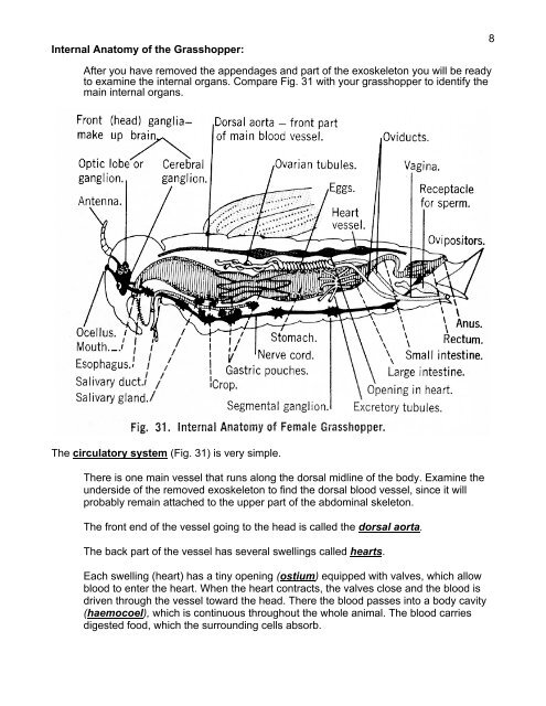 Internal Anatomy of the