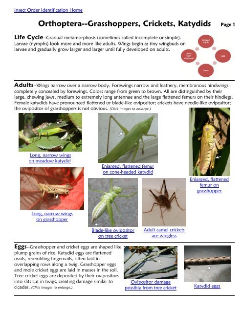 Grasshoppers, Crickets, Katydids - Missouri Botanical Garden