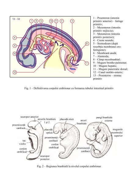 1 – Proenteron (intestin primitiv anterior ... - Cursuri Medicina