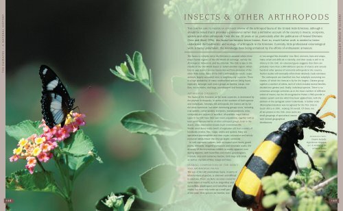 INSECTS & OTHER ARTHROPODS - UAE Interact