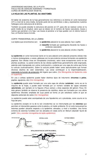 LA HOJA DE LAS PLANTAS, SU ANATOMÍA - Morfología Vegetal