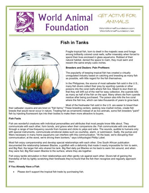 Fish in Tanks - World Animal Foundation
