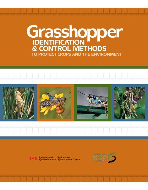 Grasshopper Identification