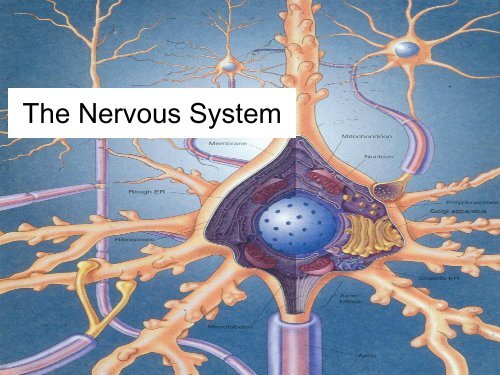 The Nervous System