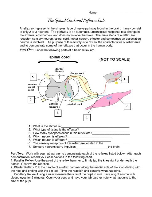 The Spinal Cord and Reflexes Lab