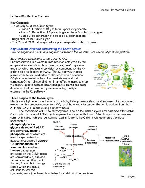 Three stages of the Calvin Cycle