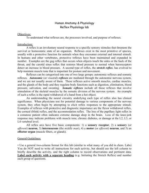 Human Anatomy & Physiology Reflex Physiology lab Objectives: To ... Human Anatomy & Physiology Reflex Physiology lab Objectives: To ...