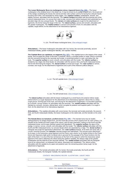 The Lesser Multangular Bo