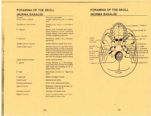 foramina of the skull (norma basalis) - Dr. Ted Edwards DC