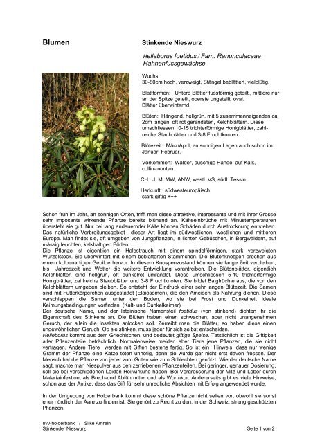 Stinkende Nieswurz - vnvh.ch