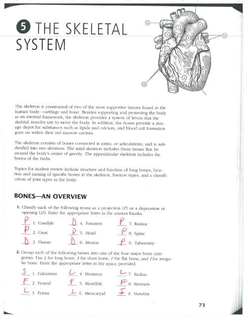 AP Skeletal System Packet Key - Keller ISD Schools