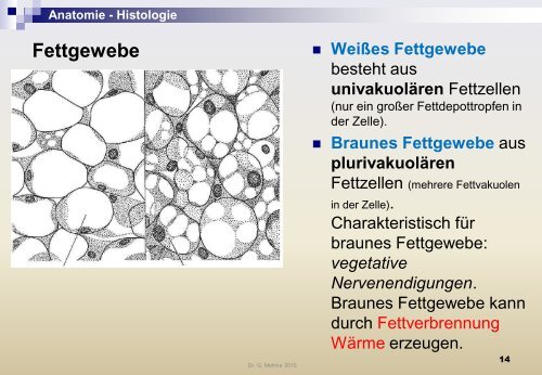 Anatomie - HistologieFett