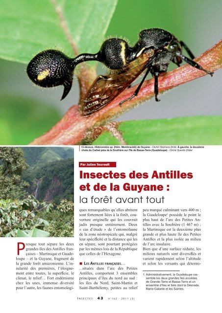 Insectes des Antilles et de la Guyane / Insectes n° 162 - Inra