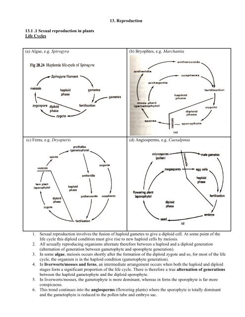 Dryopteris Life Cycle