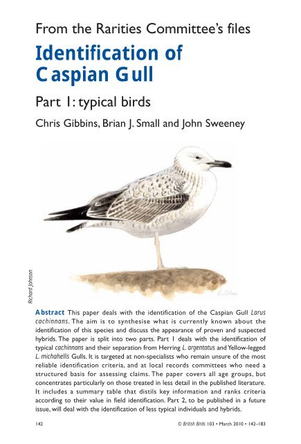Identification of Caspian Gull - British Birds
