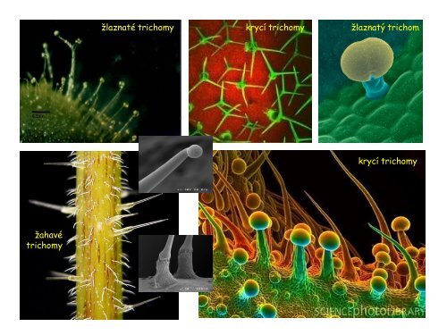 žlaznaté trichomy kryc