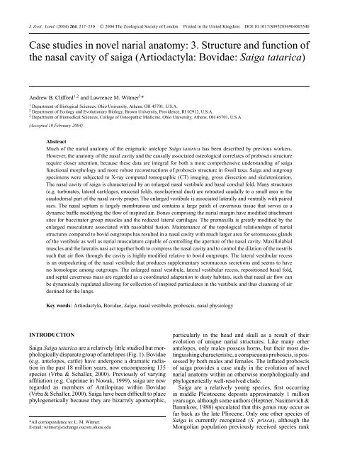 Case studies in novel narial anatomy - Digital Morphology