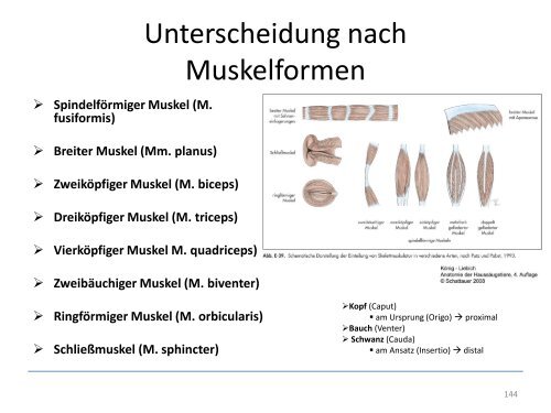 Spindelförmiger Musk