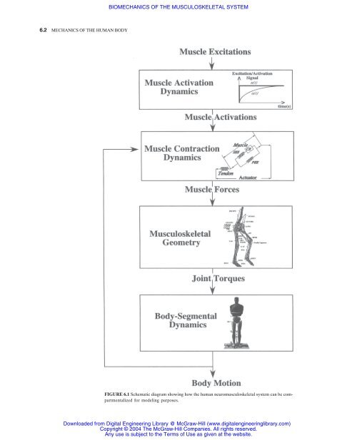BIOMECHANICS OF THE MUSCU