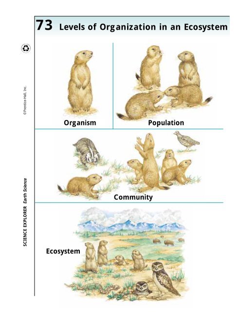 Levels of Organization in an Ecosystem - Prentice Hall
