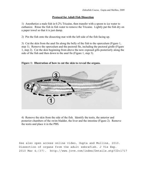 Protocol for Adult Fish Dissection 1) Anesthetize a male fish in 0.2 ...