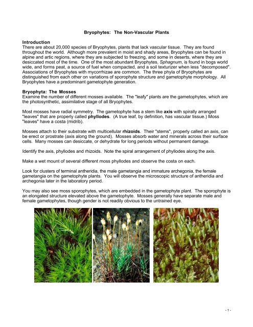 Non Vascular Tissue In Plants