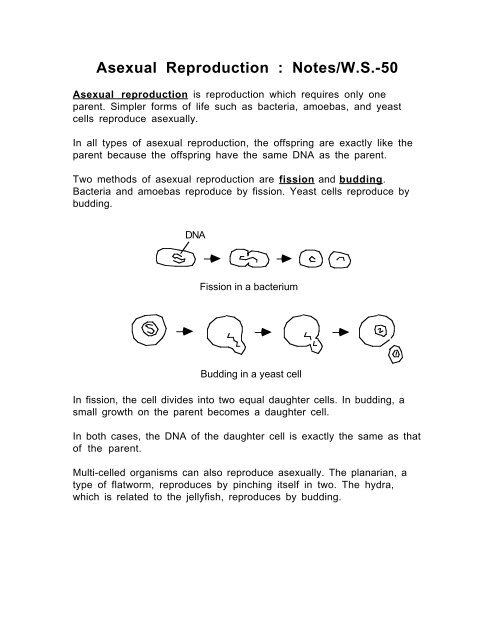 Budding In Plants Asexual Reproduction