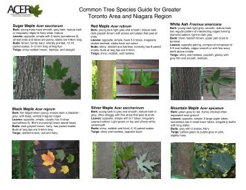 Identifying Common Tennessee Trees - UT Extension - The ...