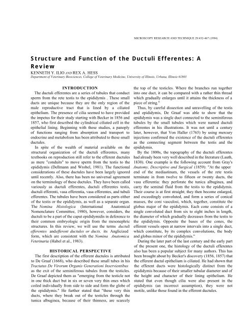 Structure and Function of the Ductuli Efferentes - University of ...