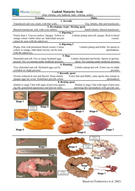 Gadoid Maturity Scale - Marine Institute