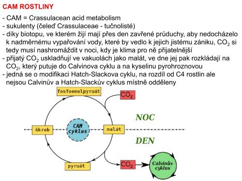 C3 A C4 ROSTLINY• C3