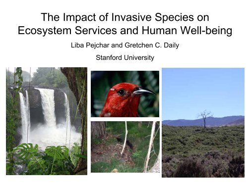 The Impact of Invasive Species on Ecosystem ... - EcoServices