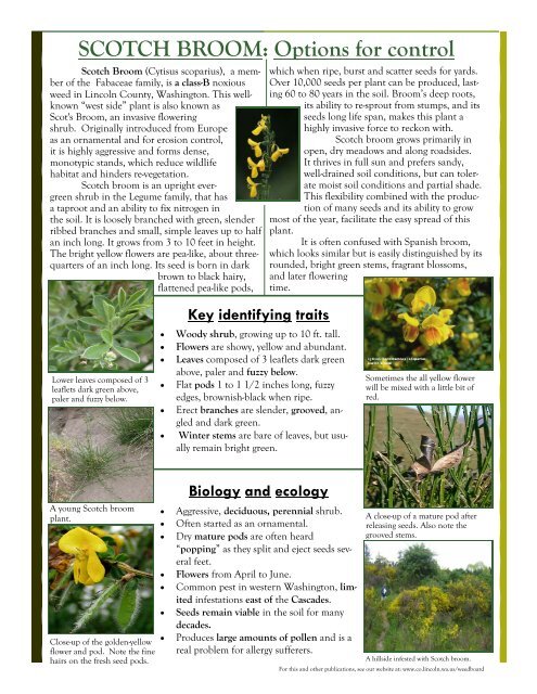 SCOTCH BROOM: Options for control - Lincoln County, Washington