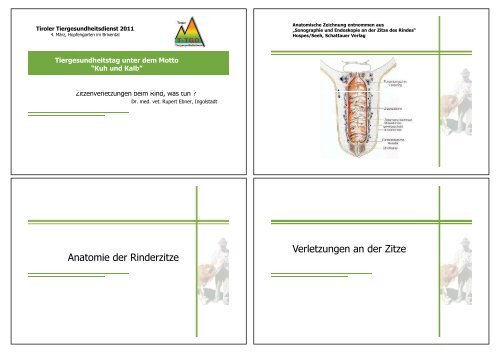 Anatomie der Rinderzitze Verletzungen an der Zitze - Tiroler ...