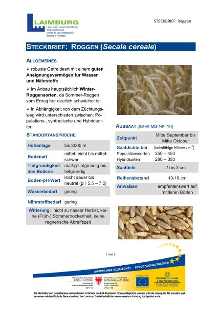 Steckbrief Roggen