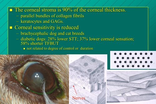 The dog cornea is 0.5