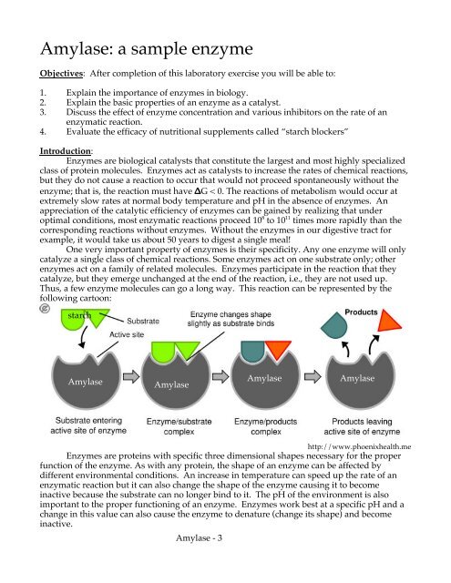 Amylase: a sample enzyme