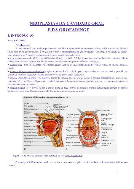 Anatomia Da Orofaringe Posterior PARTE 1 ANATOMÍA DE LA FARINGE